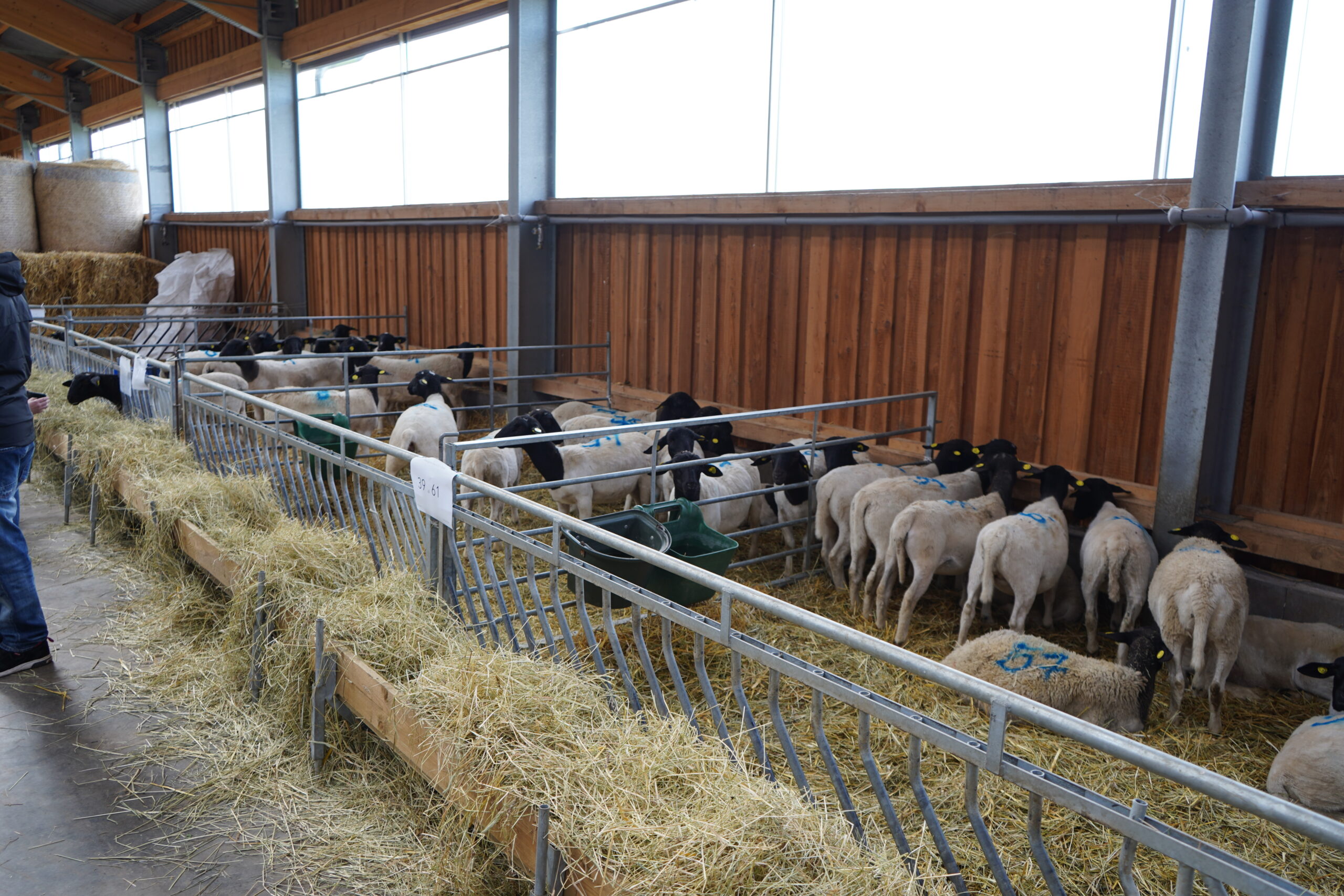 NT Dorper je minulostí – Dorper