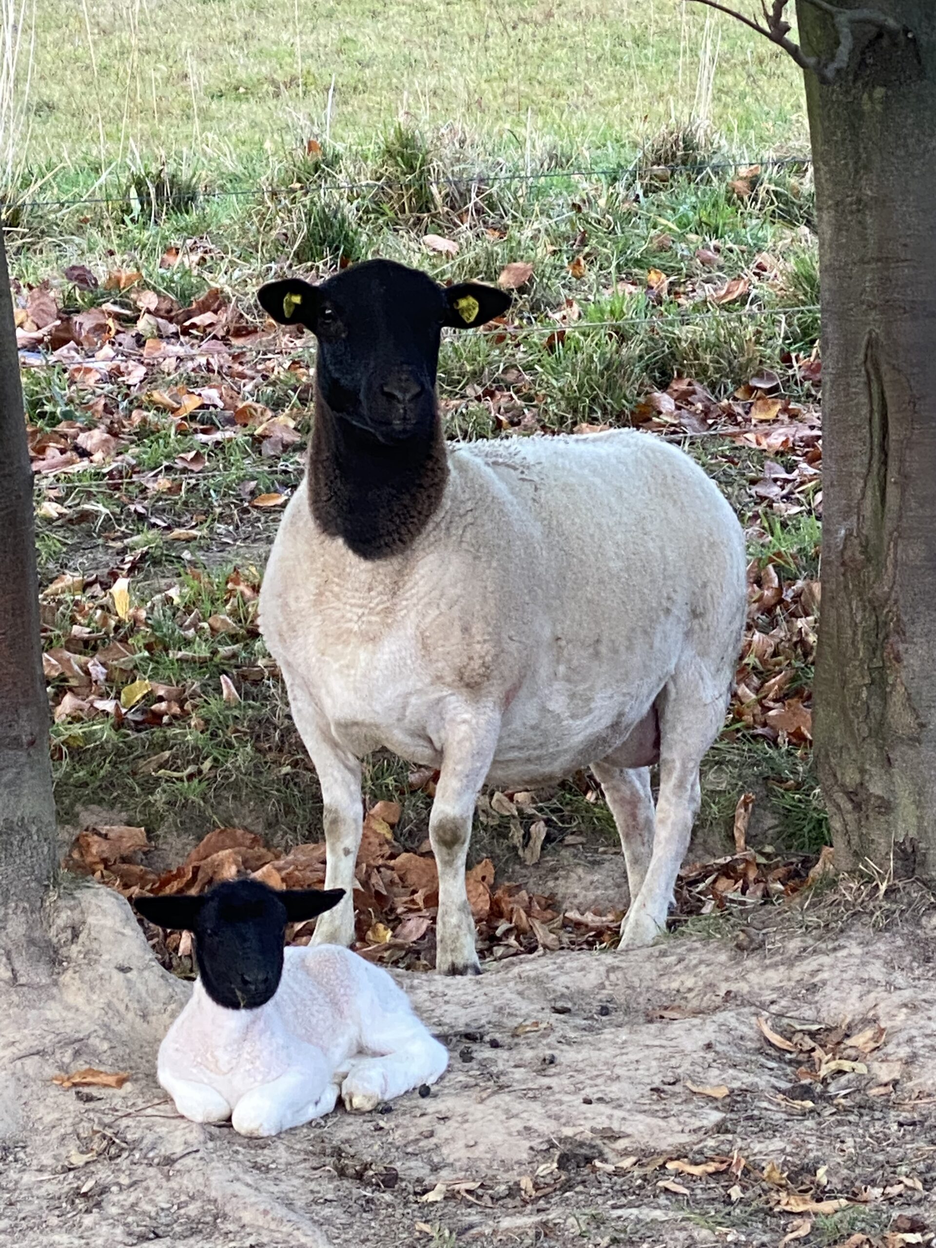 Aktuality – Dorper